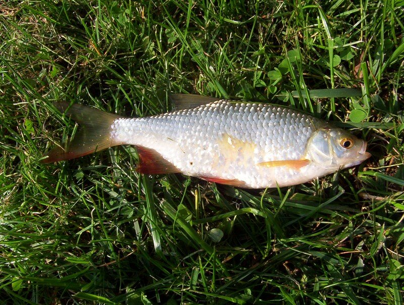 rotengle - Photo de Photos de poissons - Bienvenue sur étang et chalet
